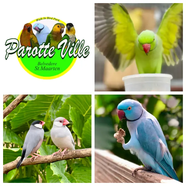 Parotte Ville Bird Park St. Maarten – Family Friendly Tropical Aviary ...