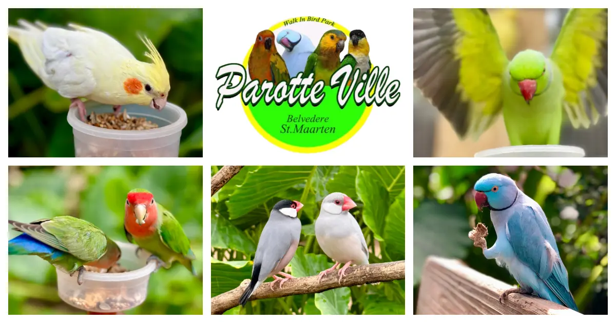 Parotte Ville Bird Park St. Maarten – Family Friendly Tropical Aviary ...